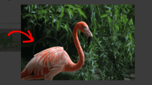 How to Add Magnifying Zoom for Images in WordPress (3 Ways)